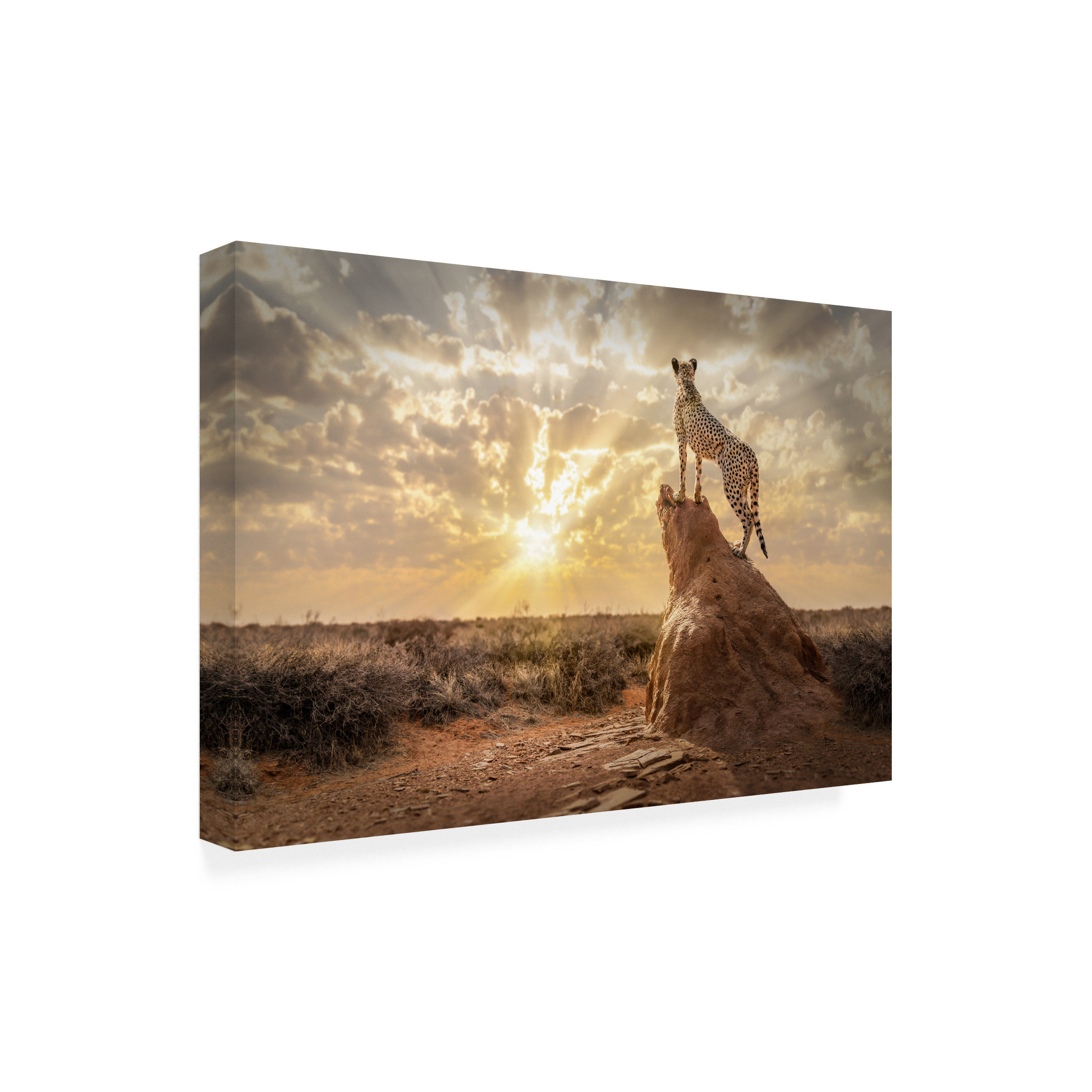 Trademark Fine Art Modern & Contemporary Sundown Cheetah On Canvas by Marcel Egger Print | Wayfair